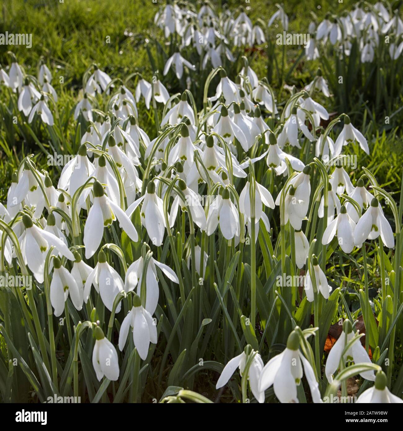 Common snowdrop naturalised hi-res stock photography and images - Alamy