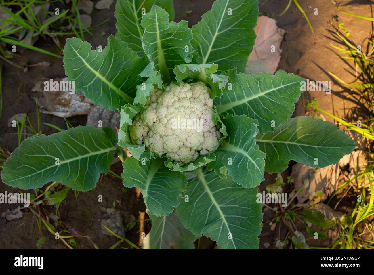 When to harvest cauliflower hi-res stock photography and images - Alamy