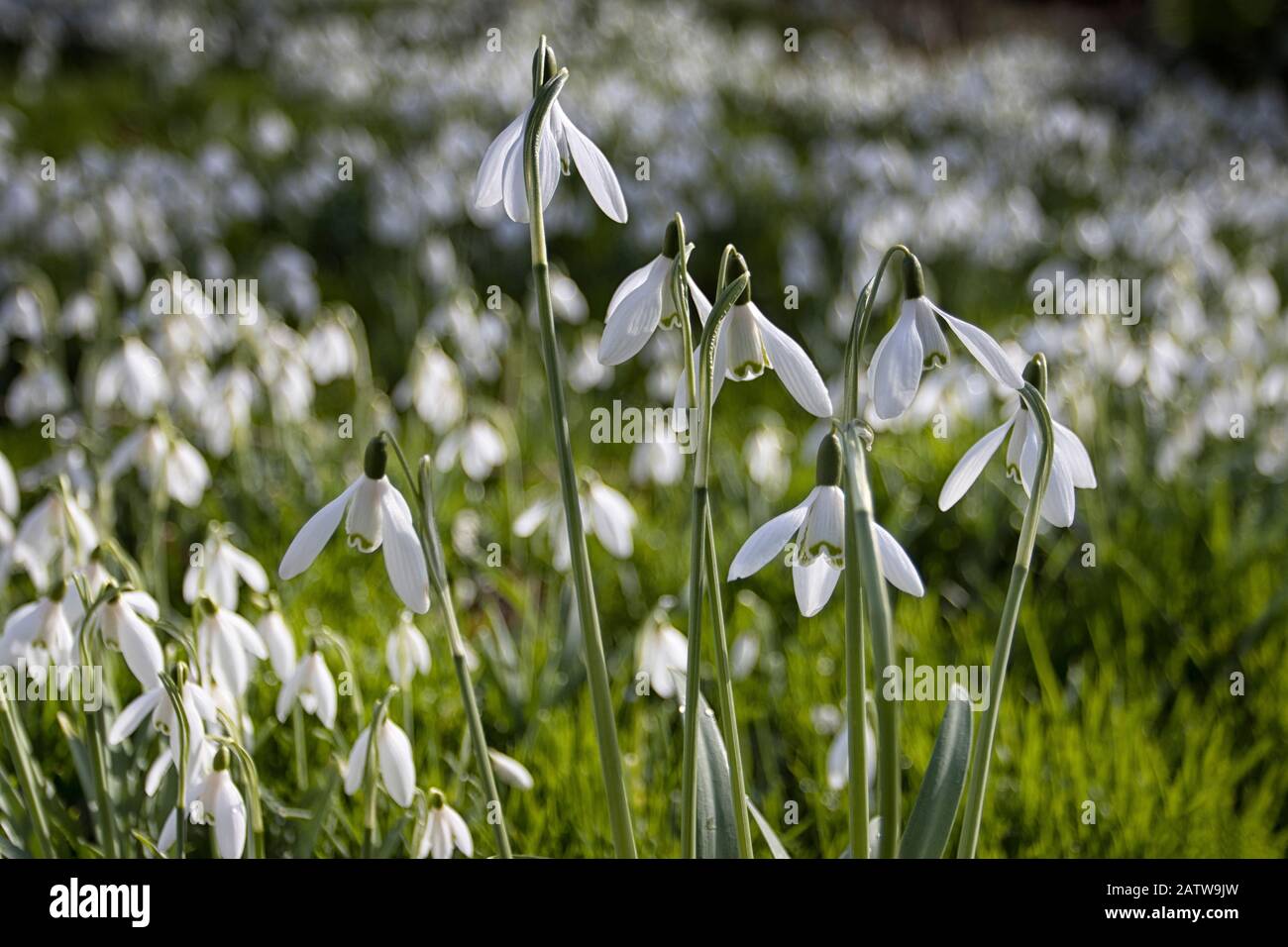 Common snowdrop naturalised hi-res stock photography and images - Alamy