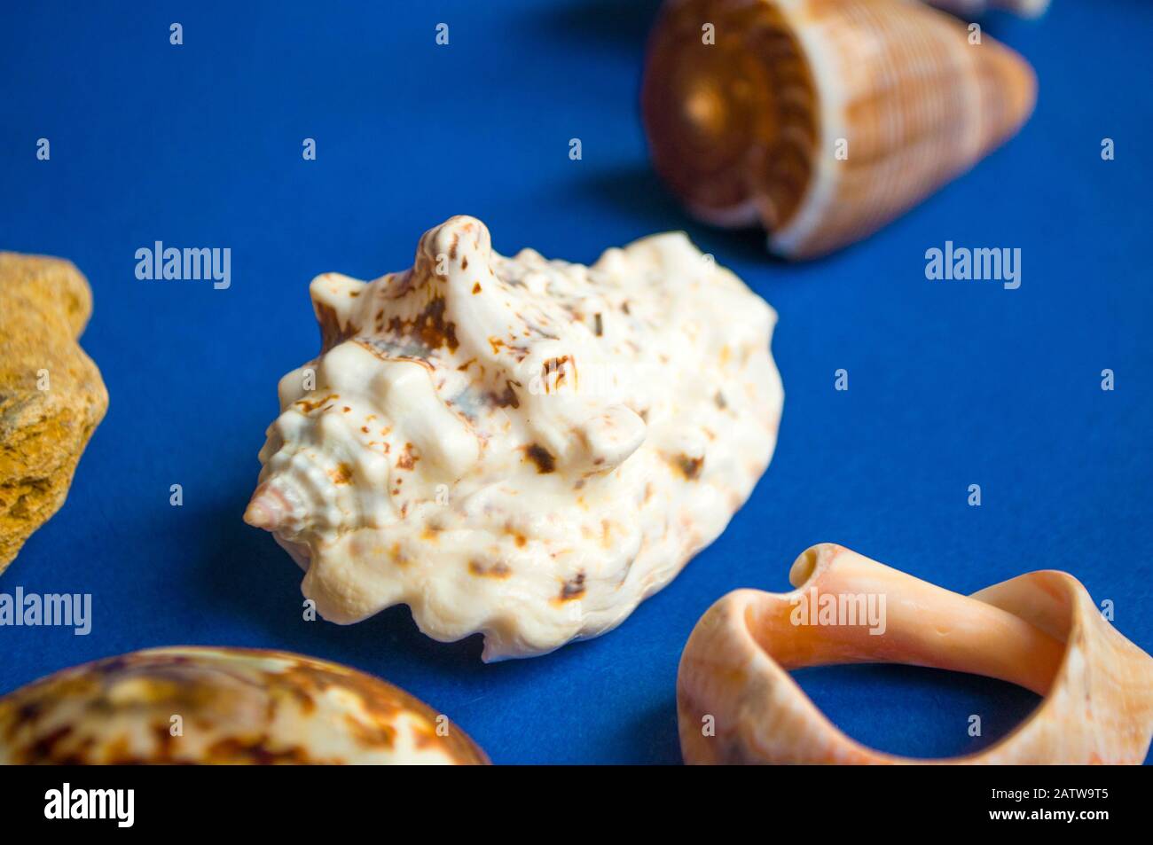 Classic shell hi-res stock photography and images - Alamy