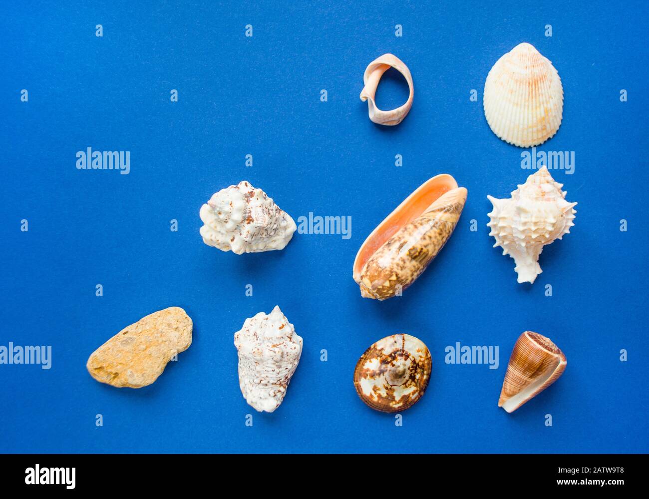 Summer time concept with sea shells on classic blue color background ...