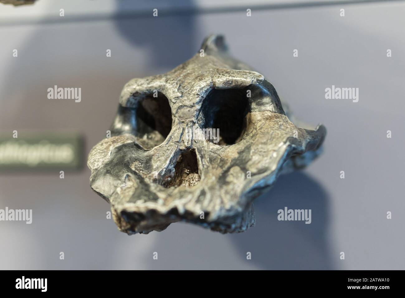Reconstruction of a Human Skull of Prehistoric Ages Stock Photo - Alamy