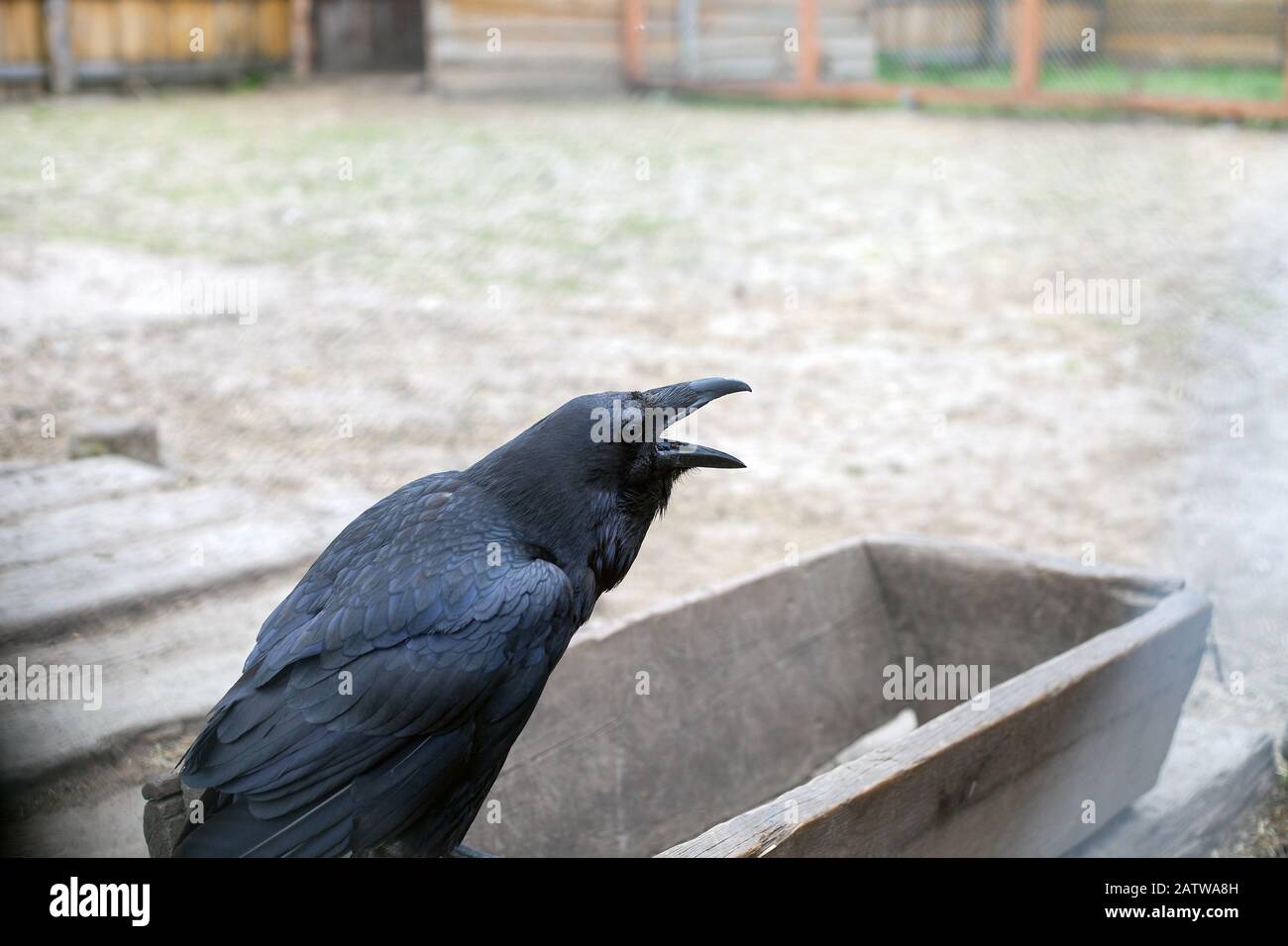 Raven with open mouth hi-res stock photography and images - Alamy
