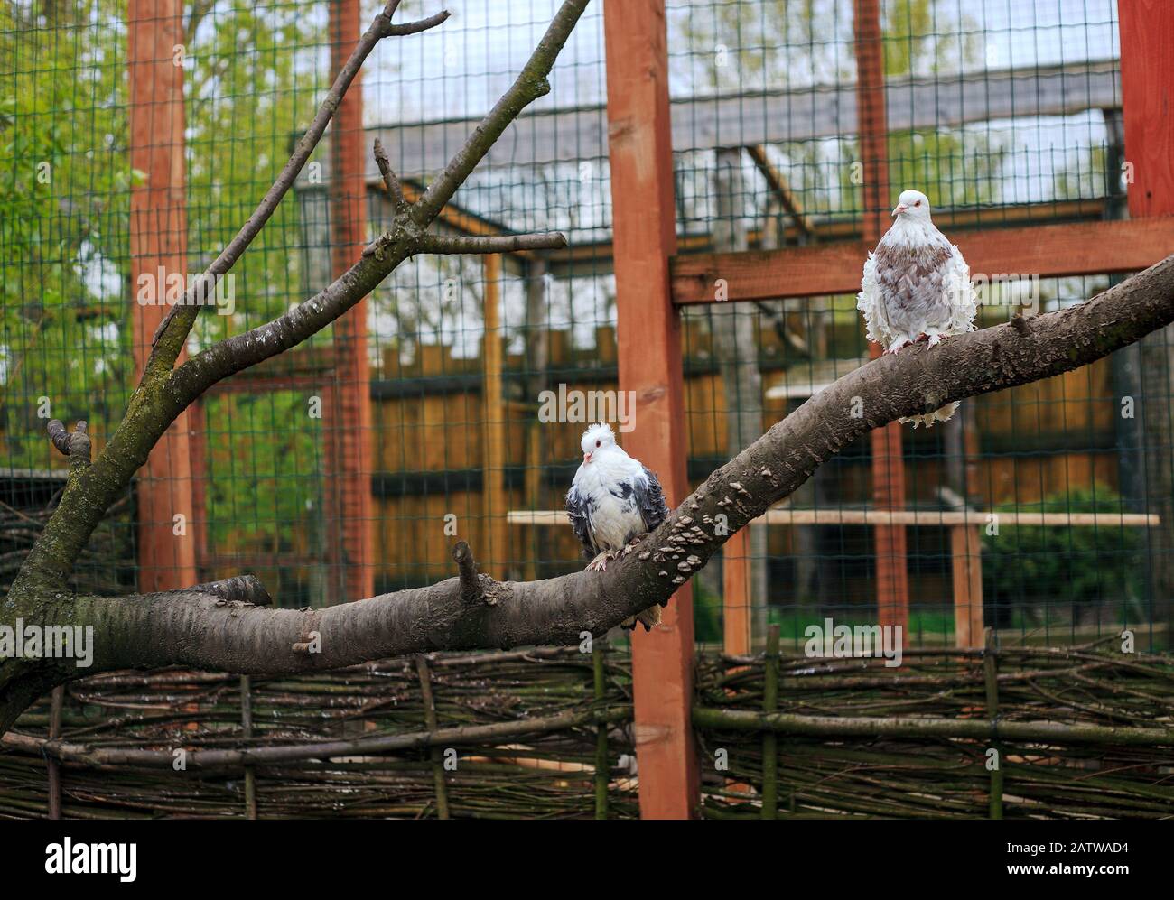 Frillback pigeons hi-res stock photography and images - Alamy