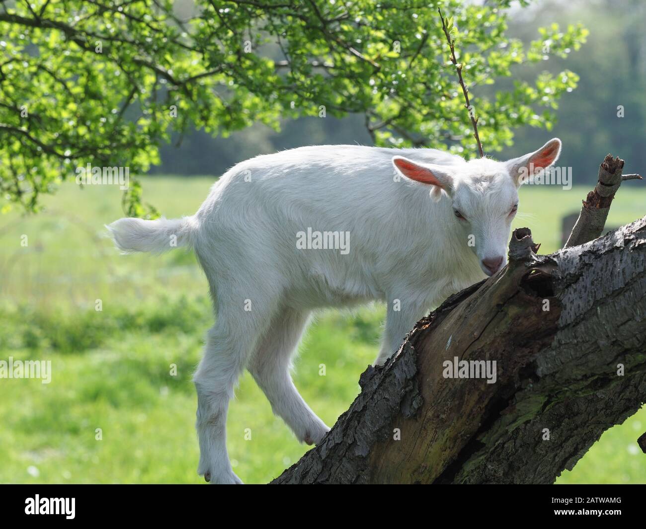 Tries to climb hi-res stock photography and images - Alamy