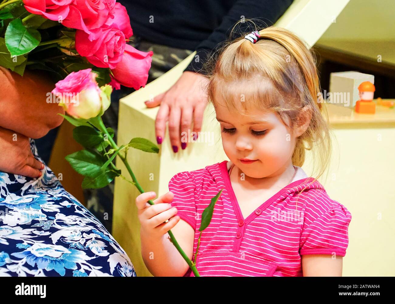 The girl congratulates her grandmother and gives flowers roses Stock ...