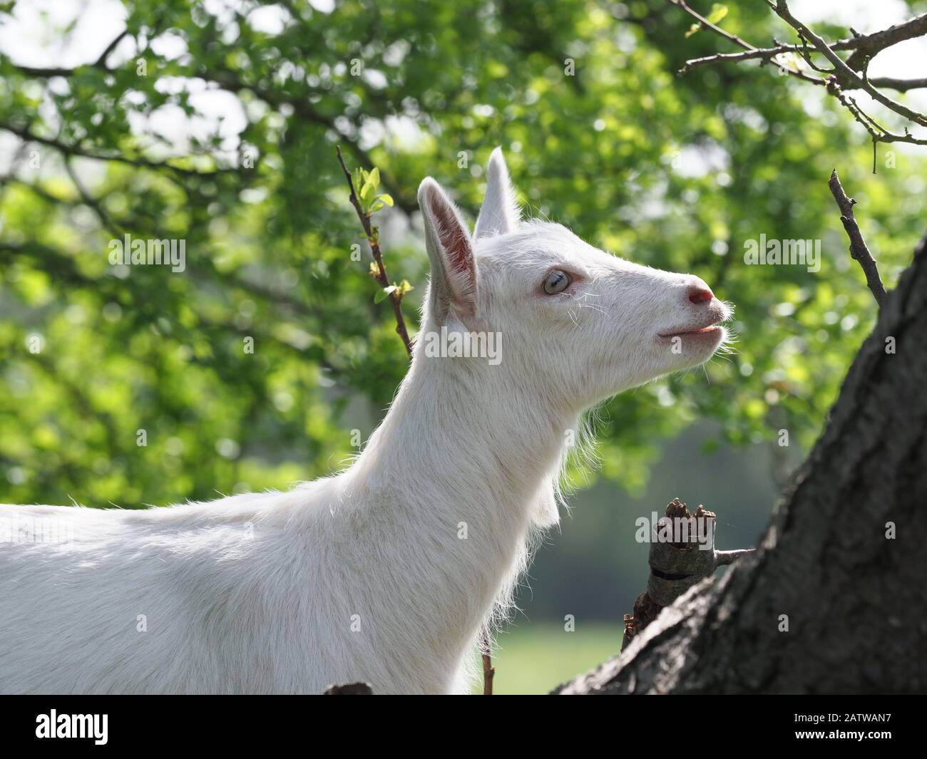 Goat kid climb goat hi-res stock photography and images - Alamy