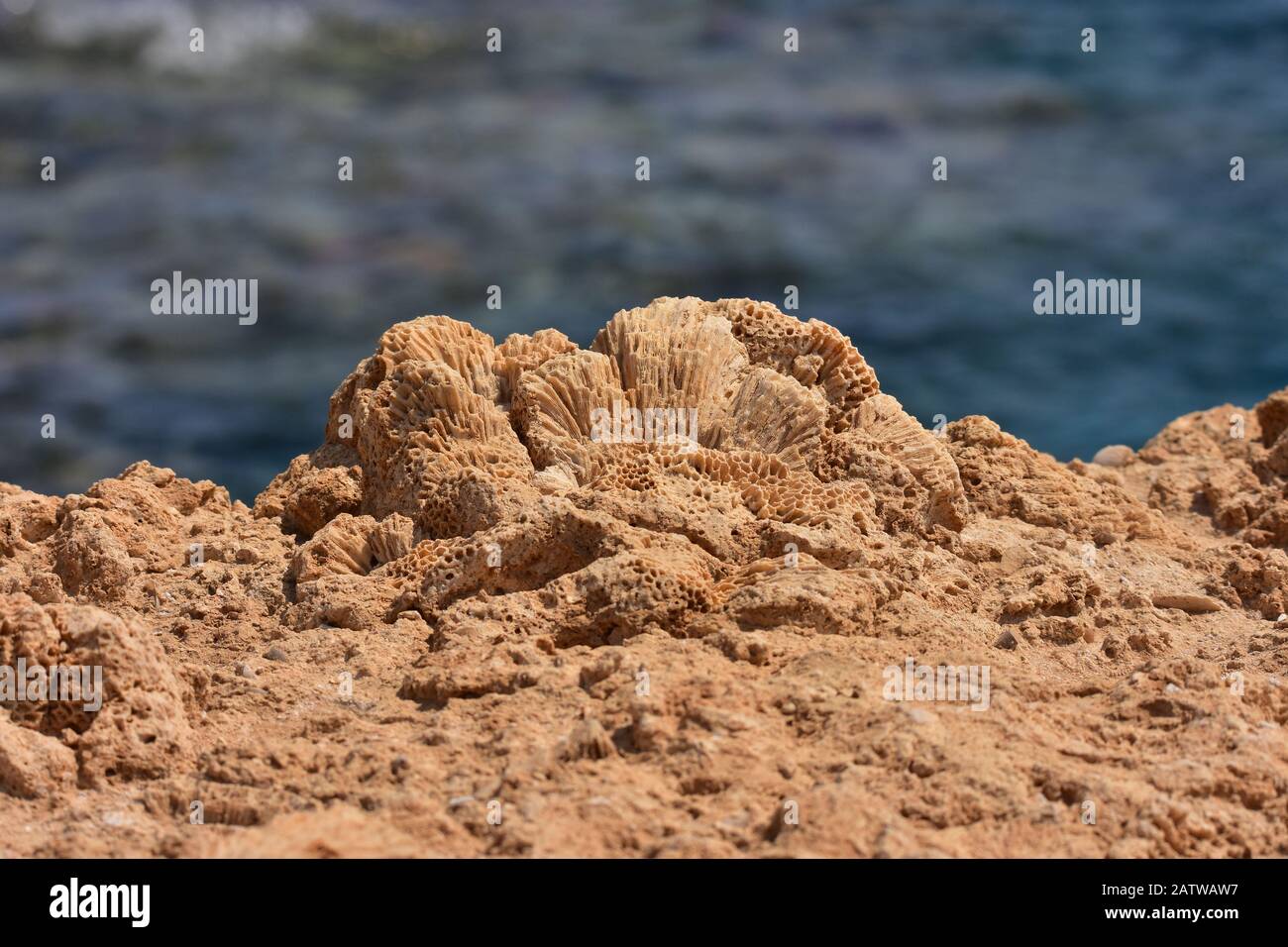 Fossil corals hi-res stock photography and images - Alamy