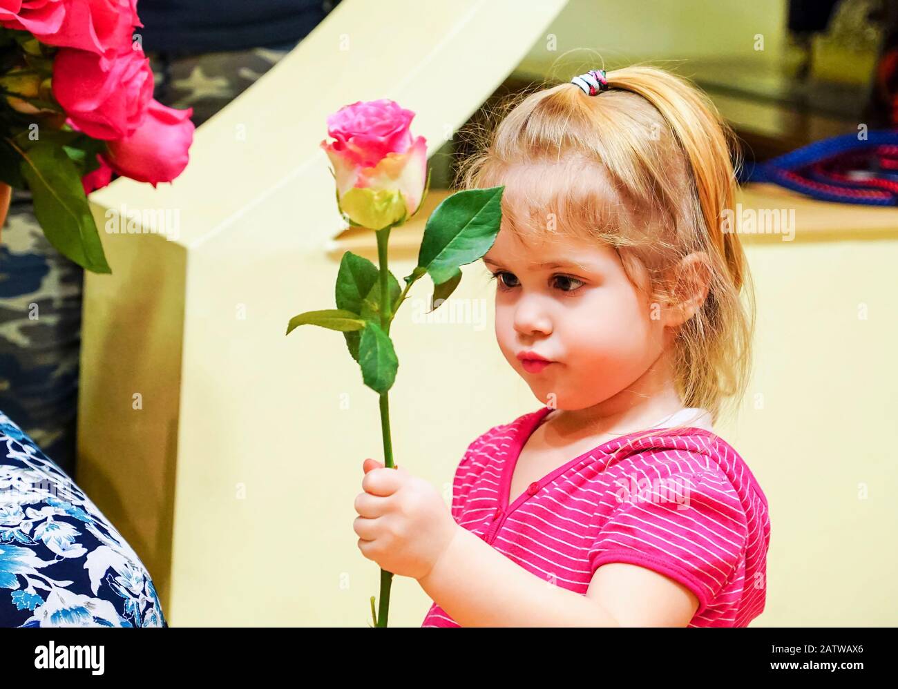 The girl congratulates her grandmother and gives flowers roses Stock ...