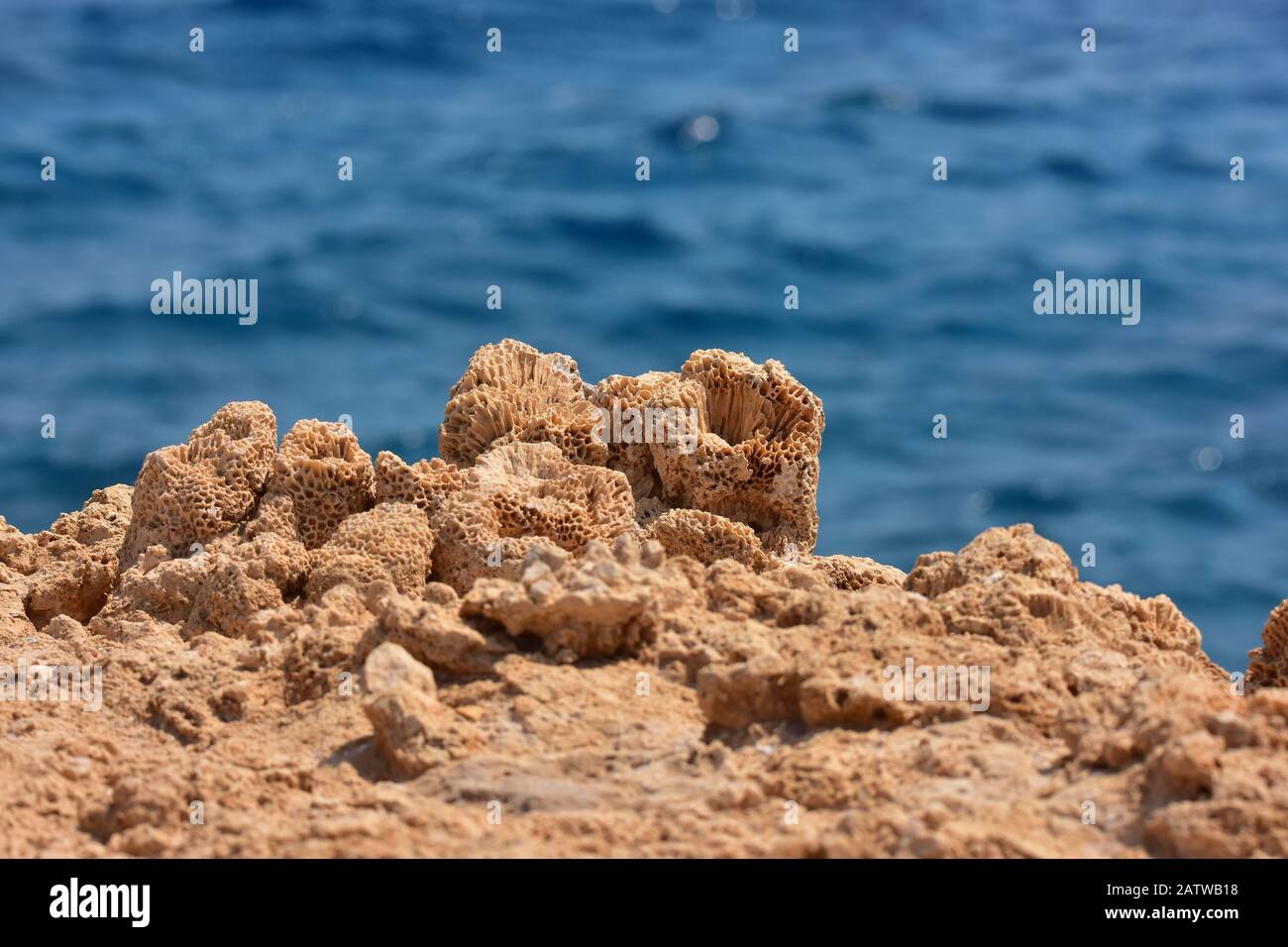 Structure of corals hi-res stock photography and images - Alamy