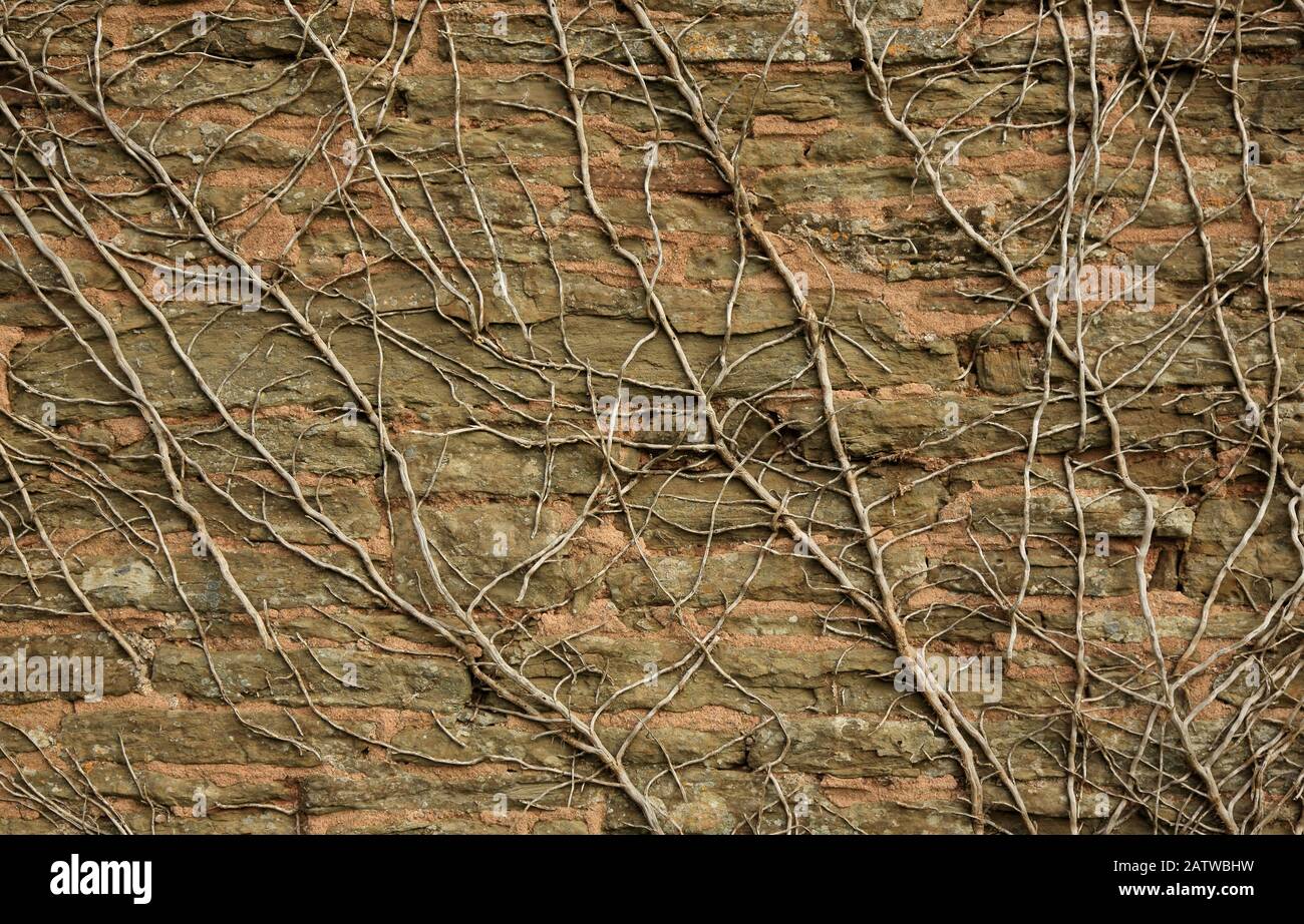 Dead Ivy on an old stone wall Stock Photo - Alamy