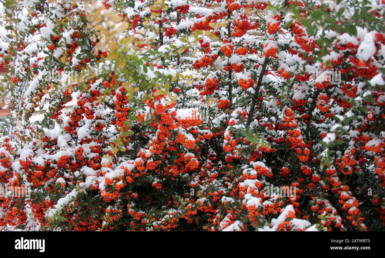 Bog Burst High Resolution Stock Photography and Images - Alamy