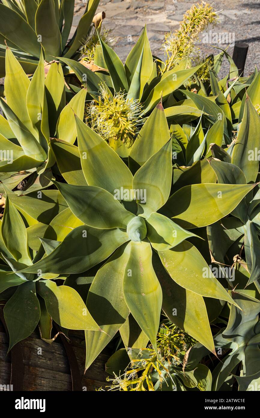 Agave Atenuata, broad leaf cactus plant in San Miguel, Tenerife, Canary ...