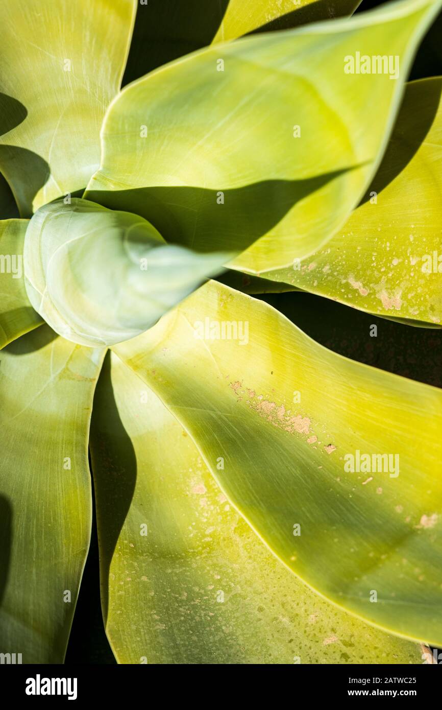 Agave Atenuata, broad leaf cactus plant in San Miguel, Tenerife, Canary ...