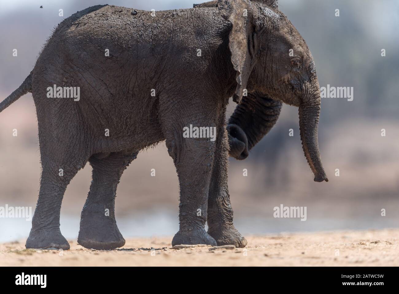 Elephant calf, baby elephant in the African wilderness Stock Photo - Alamy