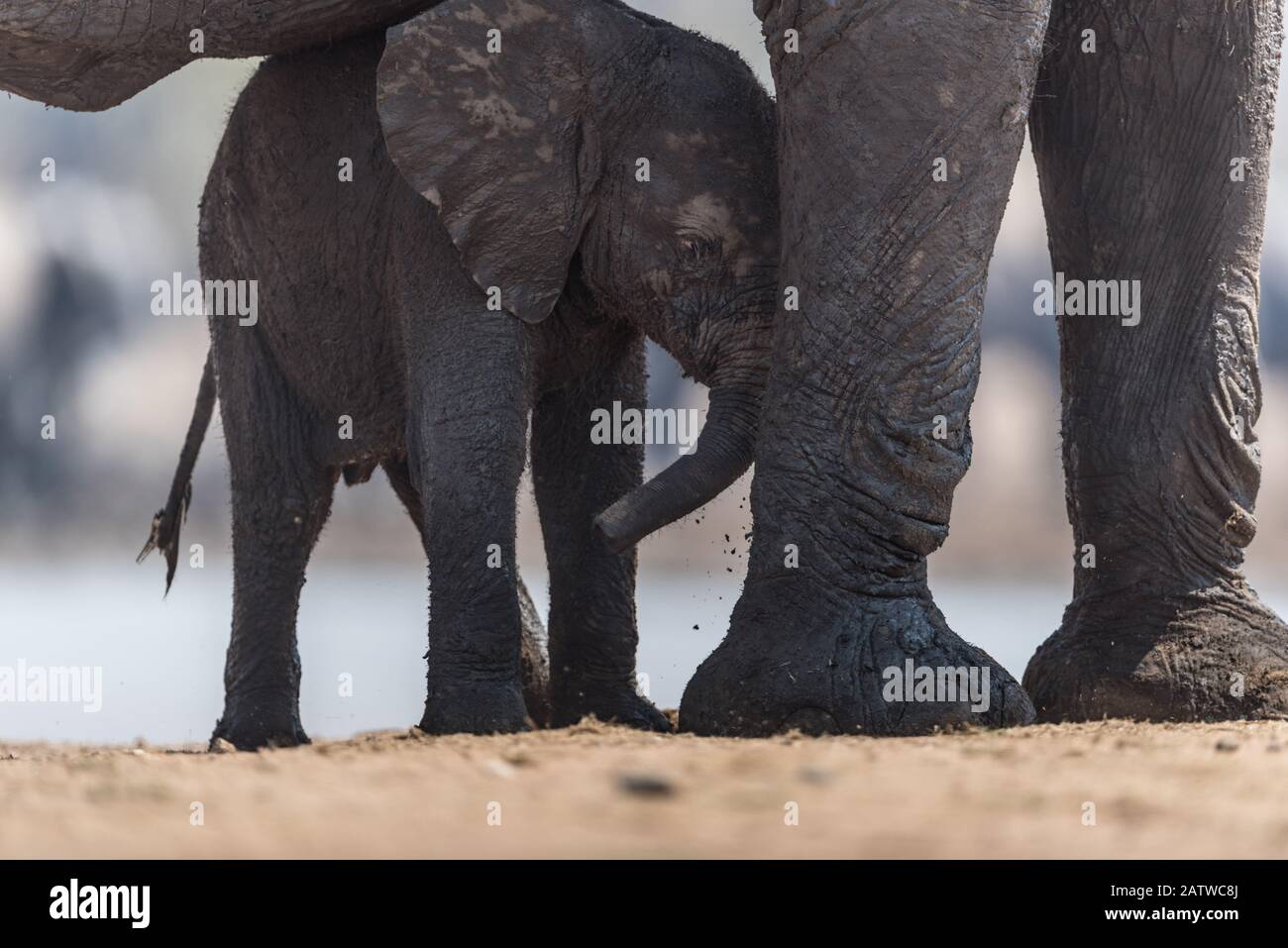 Elephant calf, baby elephant in the African wilderness Stock Photo - Alamy