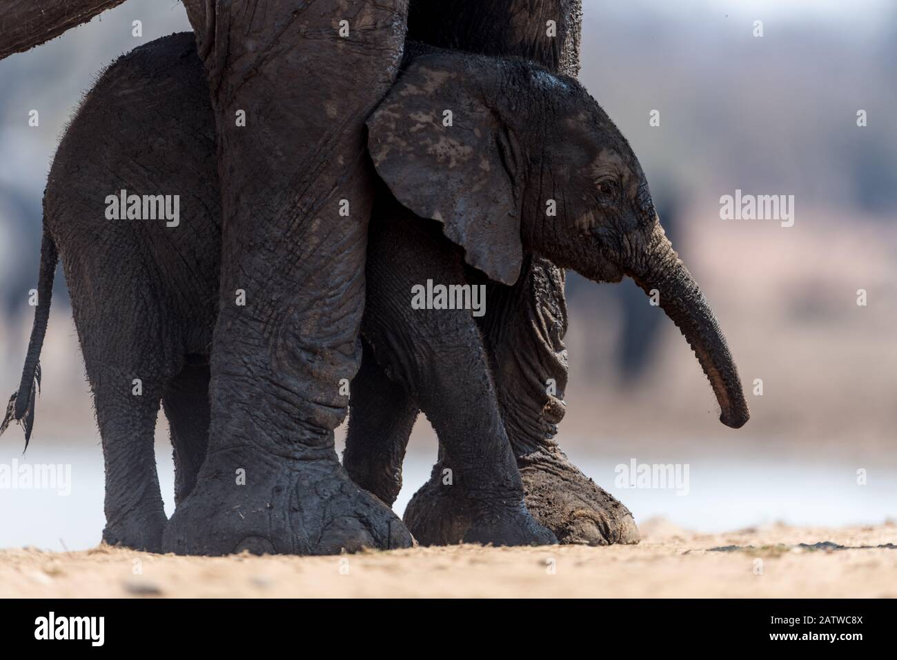 Elephant calf, baby elephant in the African wilderness Stock Photo - Alamy