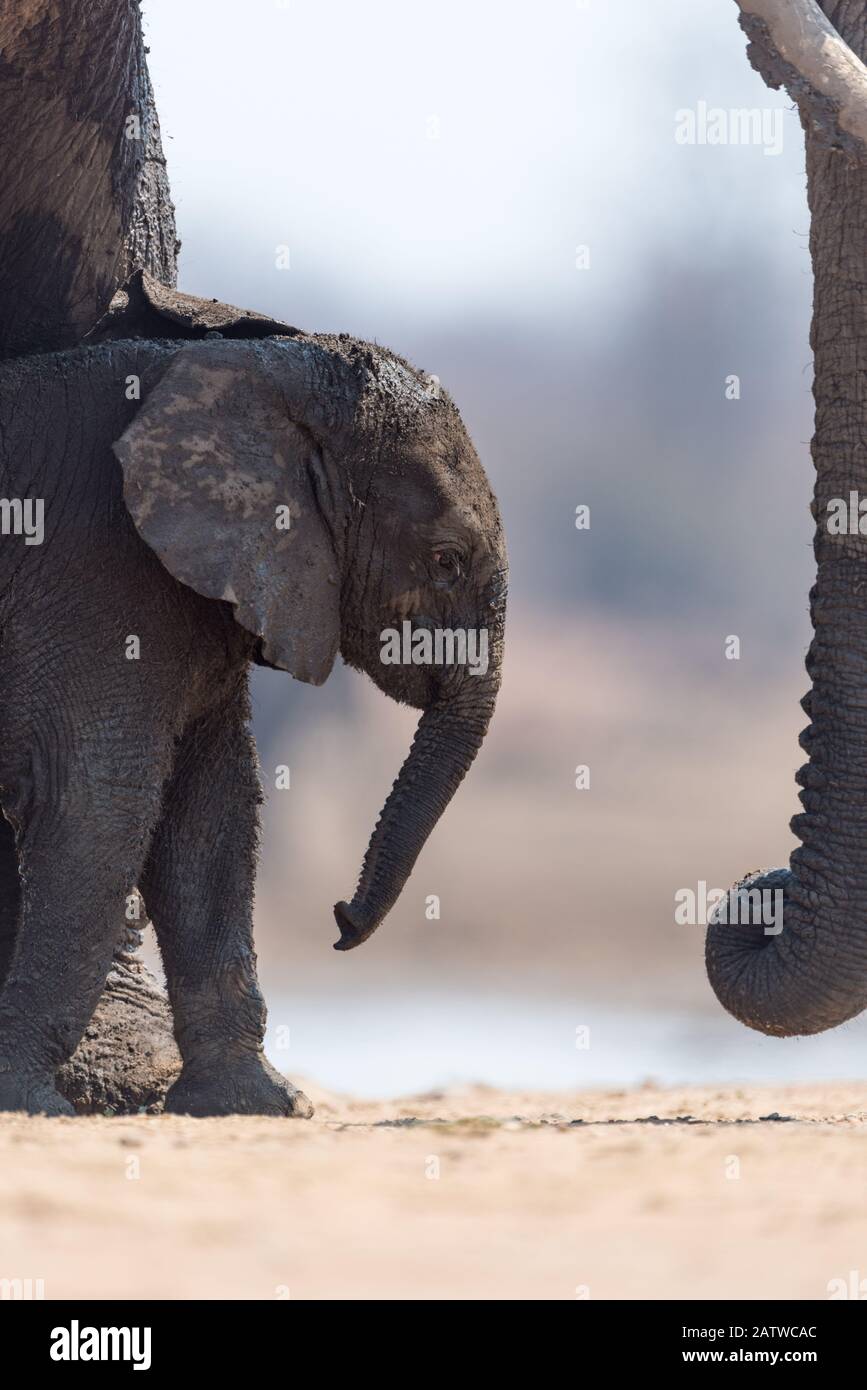 Elephant calf, baby elephant in the African wilderness Stock Photo - Alamy