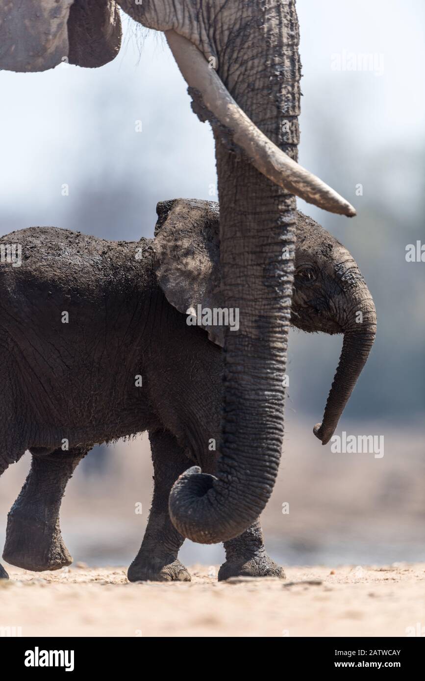 Elephant calf, baby elephant in the African wilderness Stock Photo - Alamy