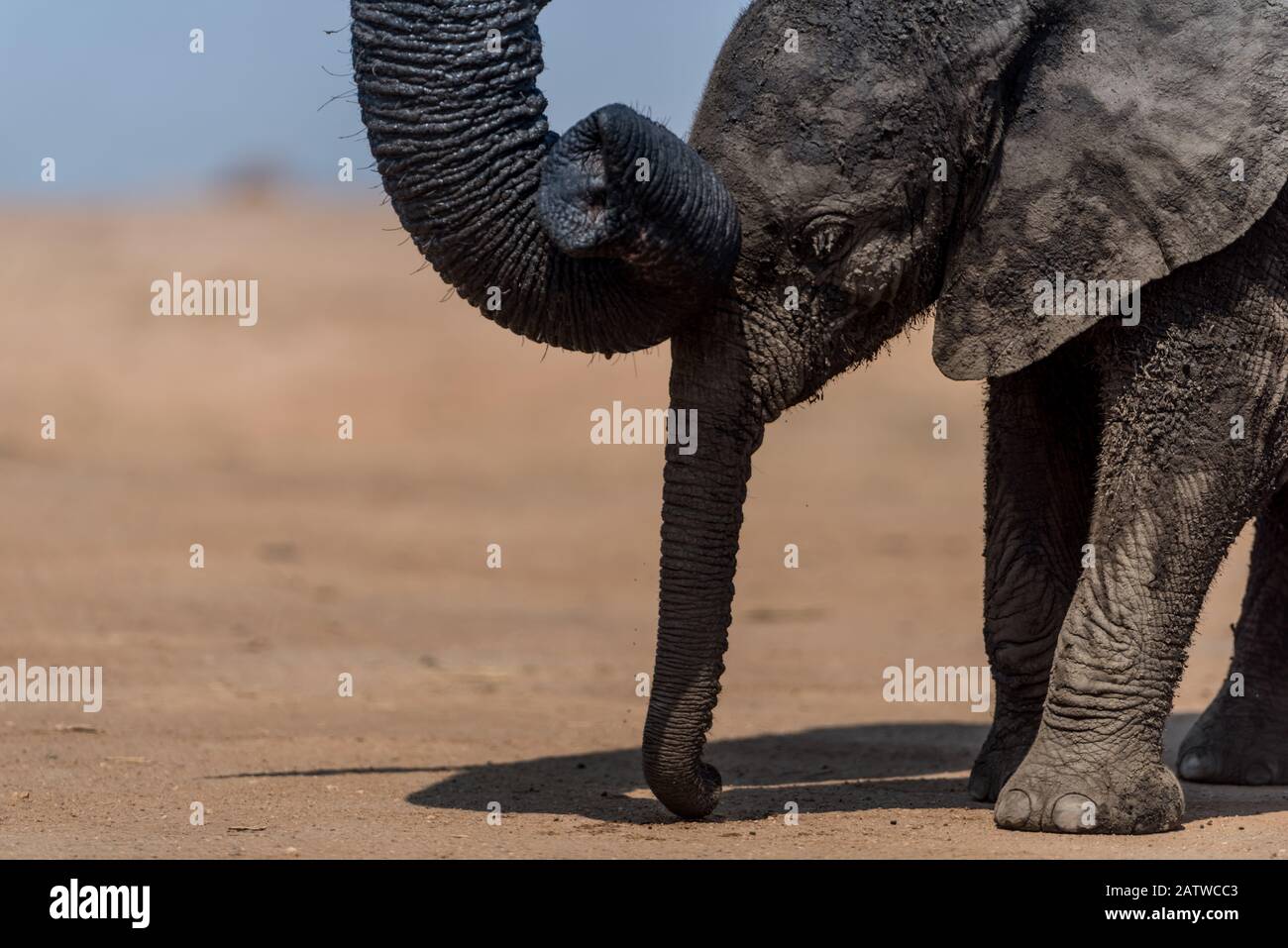 Elephant calf, baby elephant in the African wilderness Stock Photo - Alamy