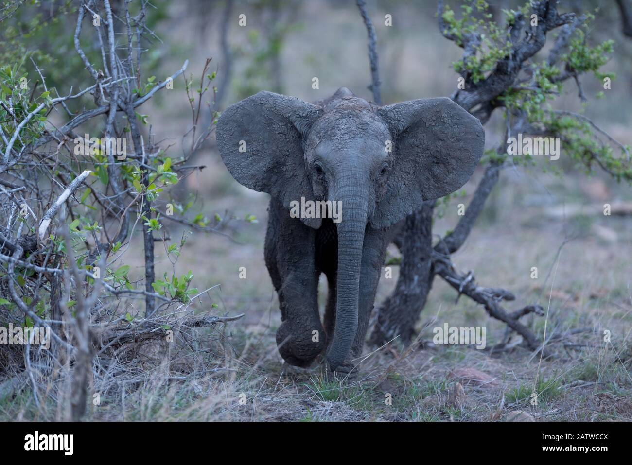 Elephant calf, baby elephant in the African wilderness Stock Photo - Alamy