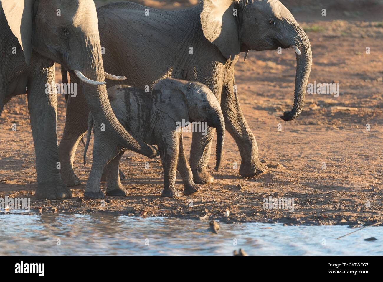 Elephant calf, baby elephant in the African wilderness Stock Photo - Alamy