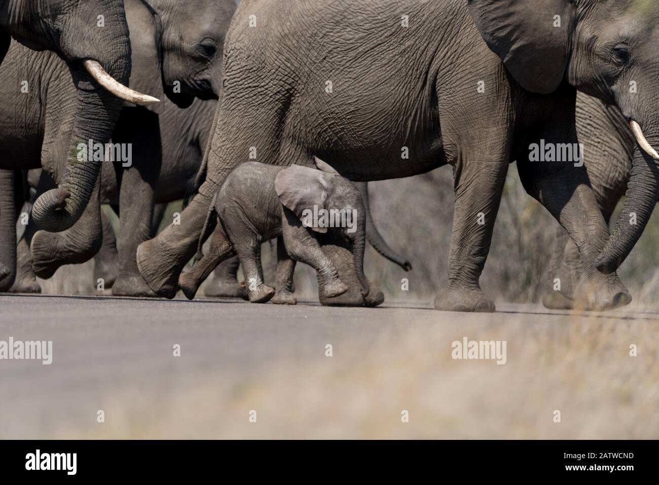 Elephant calf, baby elephant in the African wilderness Stock Photo - Alamy