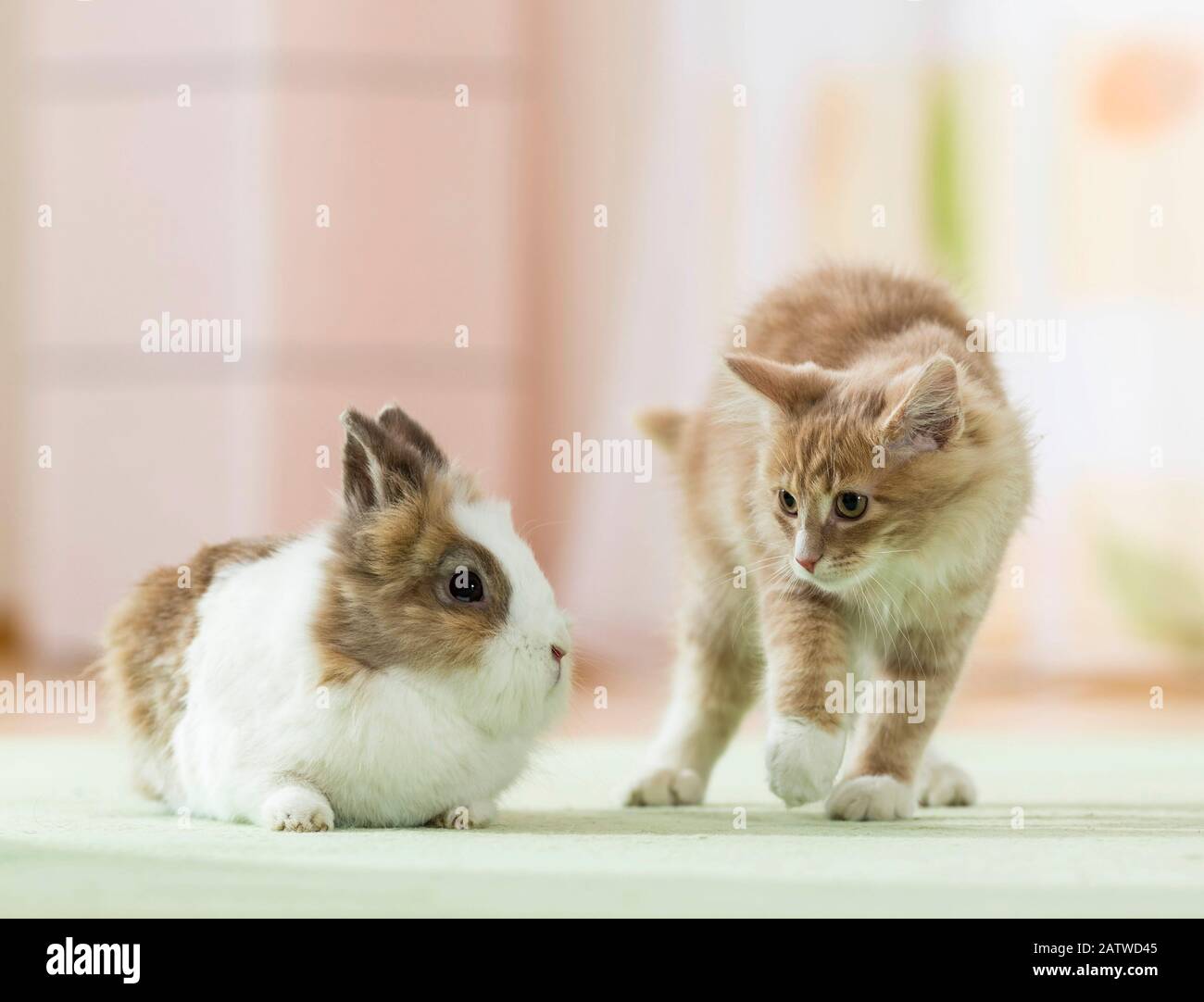 American Longhair Maine Coon Kitten Standing Next To Lionhead Rabbit