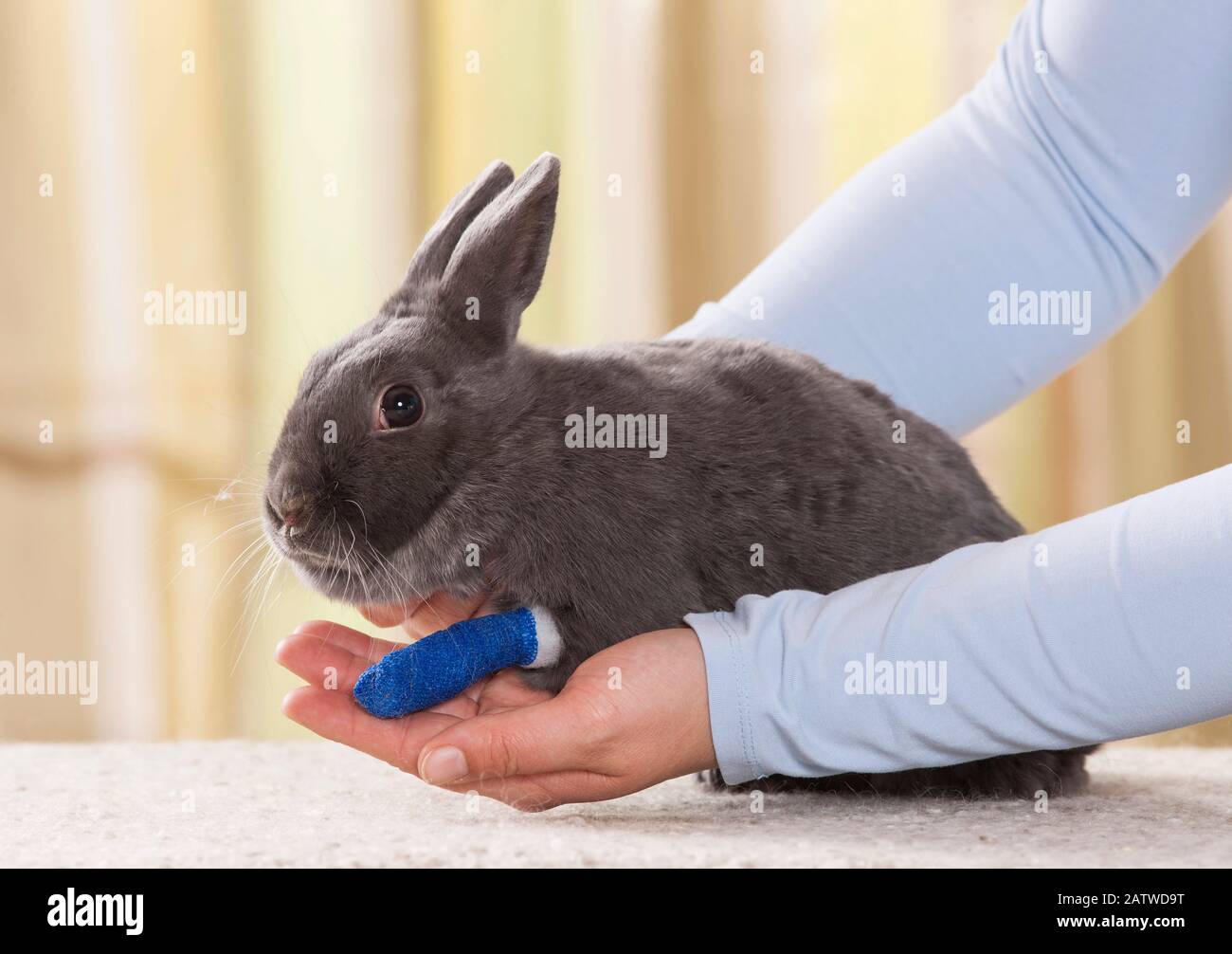 Netherland Dwarf rabbit with bandaged paw. Germany Stock Photo - Alamy
