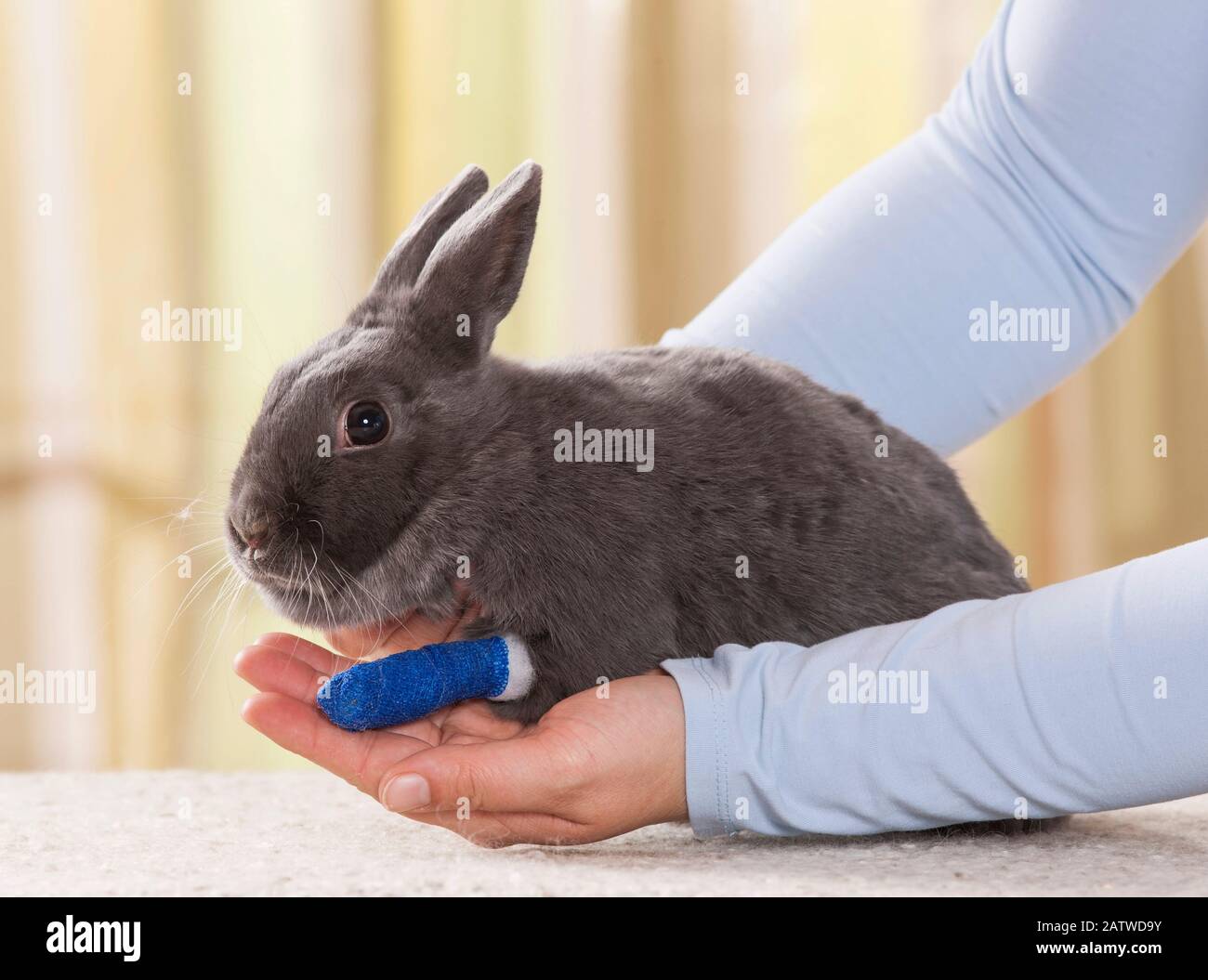 Netherland Dwarf rabbit with bandaged paw. Germany Stock Photo - Alamy