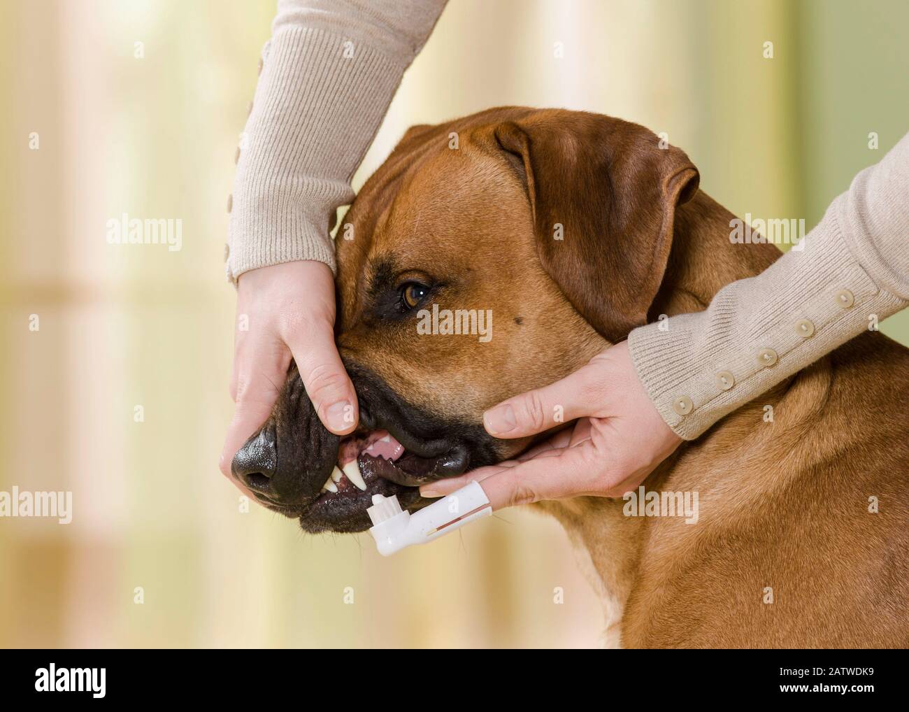 Rhodesian ridgeback teeth hi-res stock photography and images - Alamy