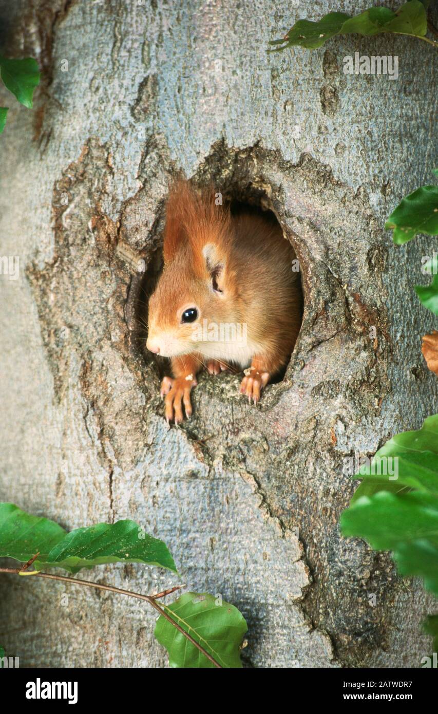 Tree trunk hole squirrel hi-res stock photography and images - Alamy