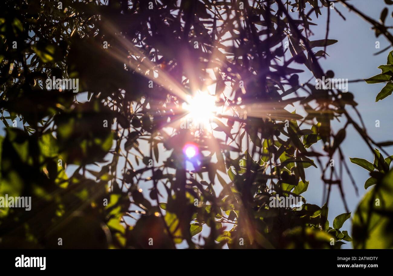 trees branches and beam of light - reverse light Stock Photo - Alamy