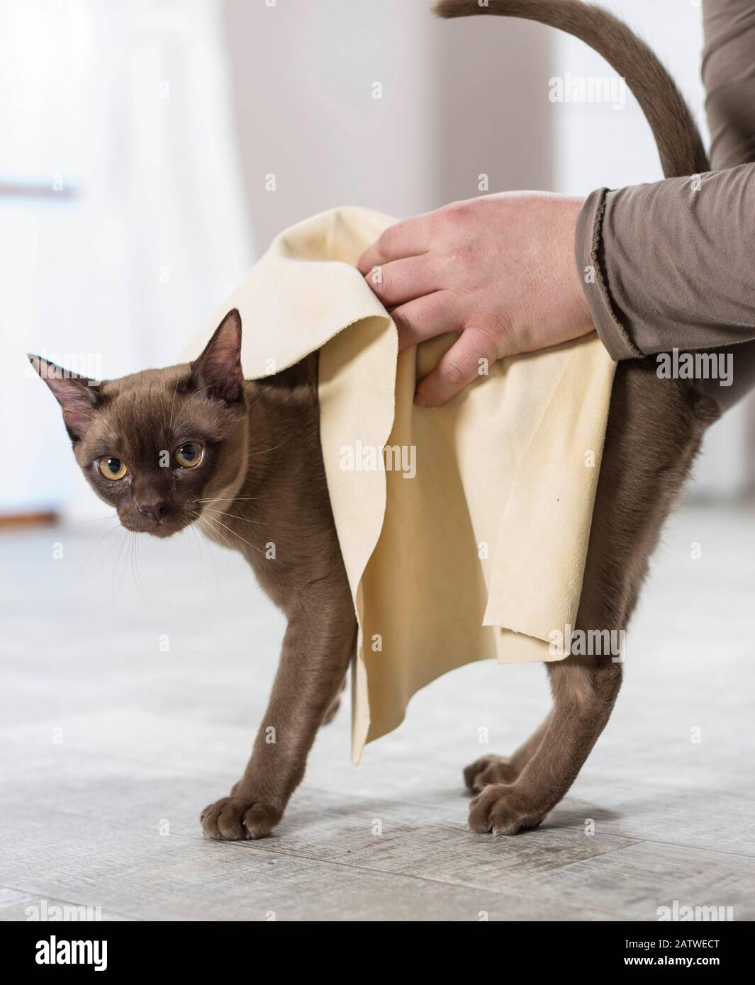 Leather cat hi-res stock photography and images - Alamy