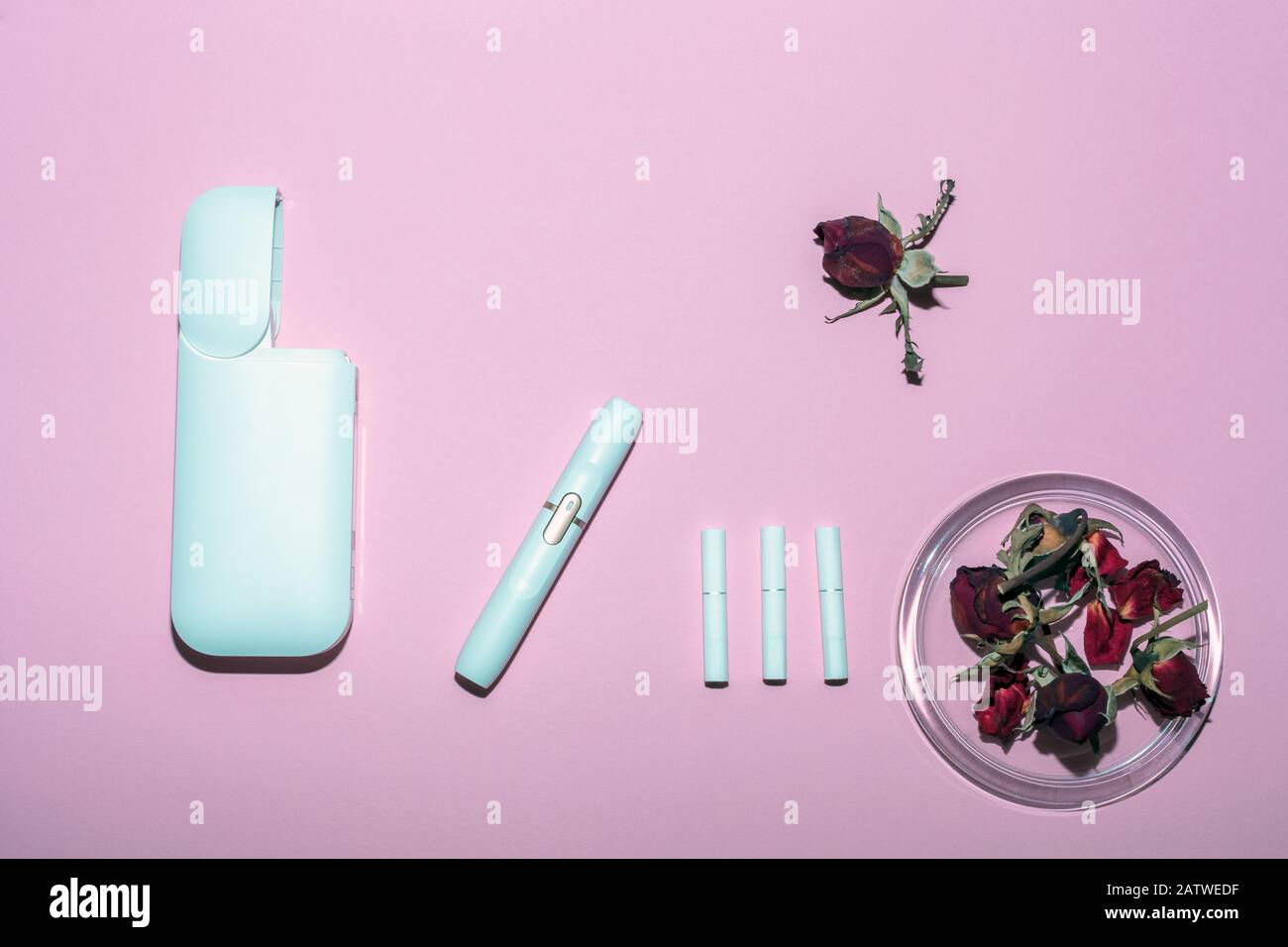 White electronic cigarette and withered roses on pink background. Iqos ...