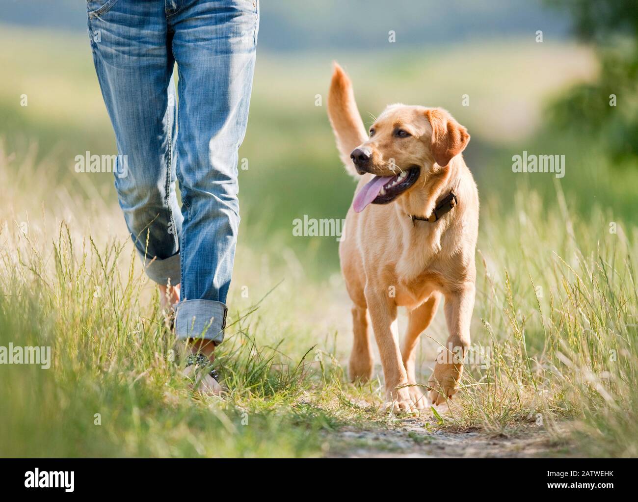 Labrador Retriever. Adult walking at its owners side. Germany Stock ...