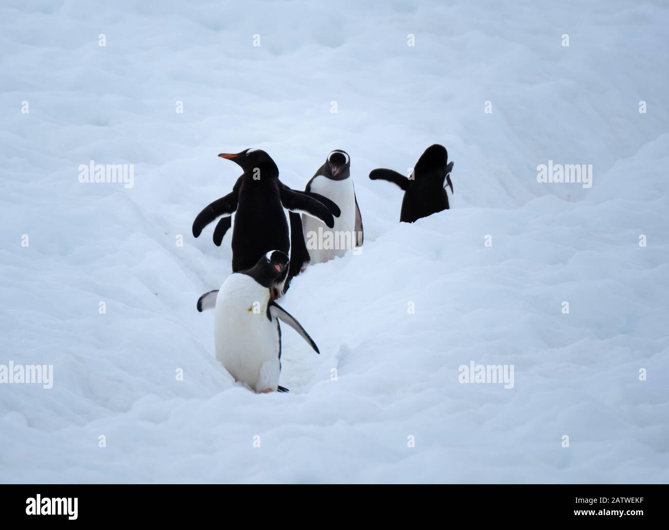 Traffic jam in a penguin highway, trails penguins make as they commute ...