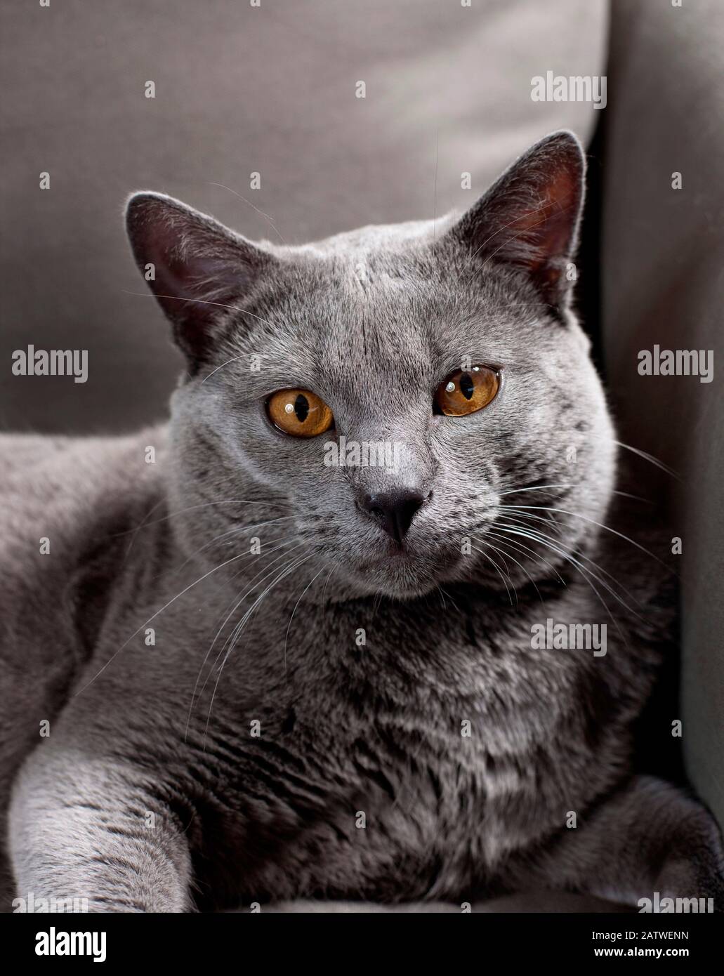 Chartreux cat portrait hi-res stock photography and images - Alamy