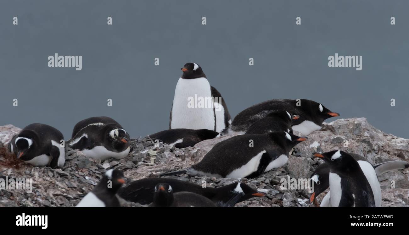 Crowded gentoo penguin breeding colonies (rookeries) on rocky outcrops ...