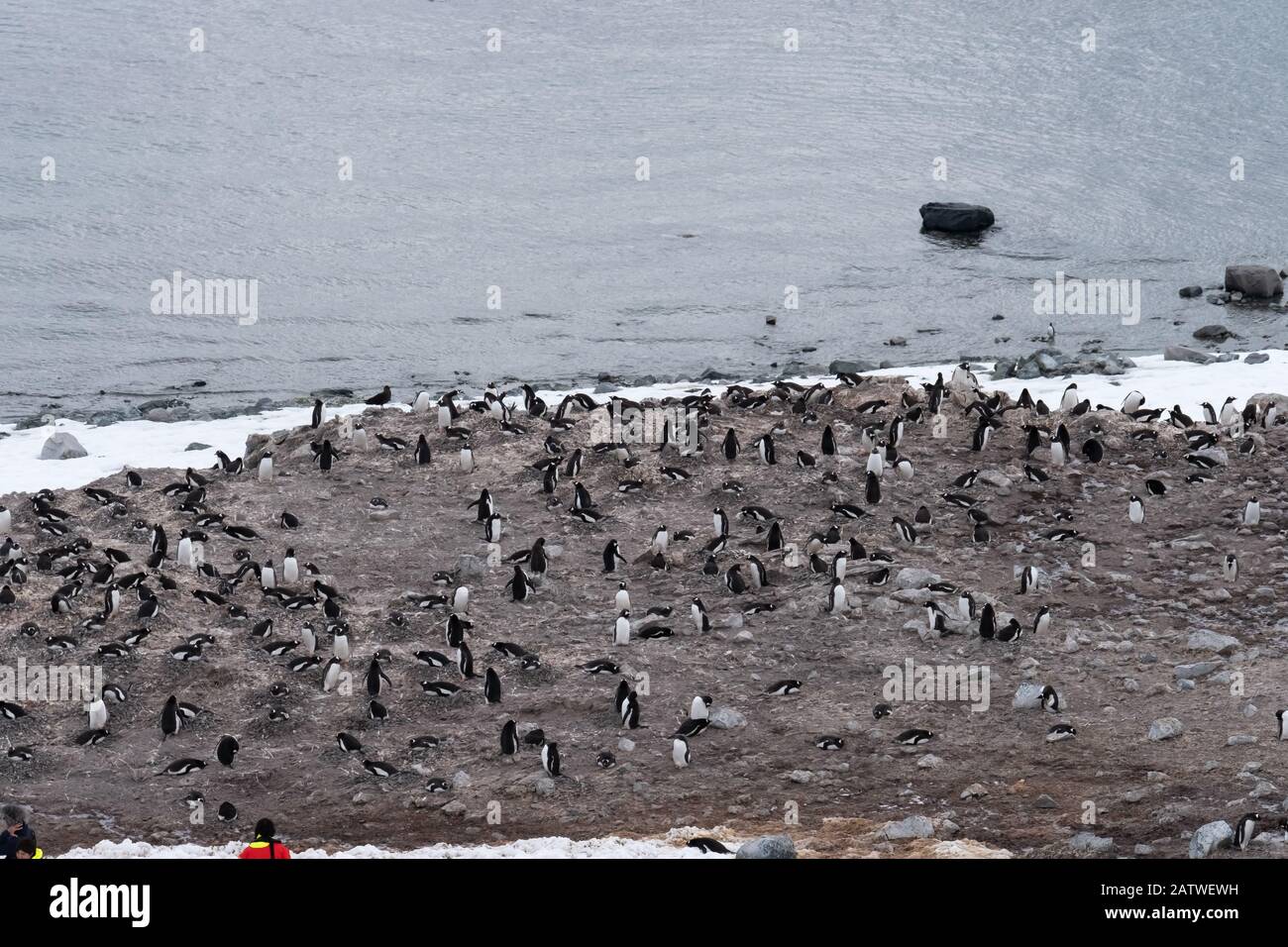 Crowded gentoo penguin breeding colonies (rookeries) on rocky outcrops ...