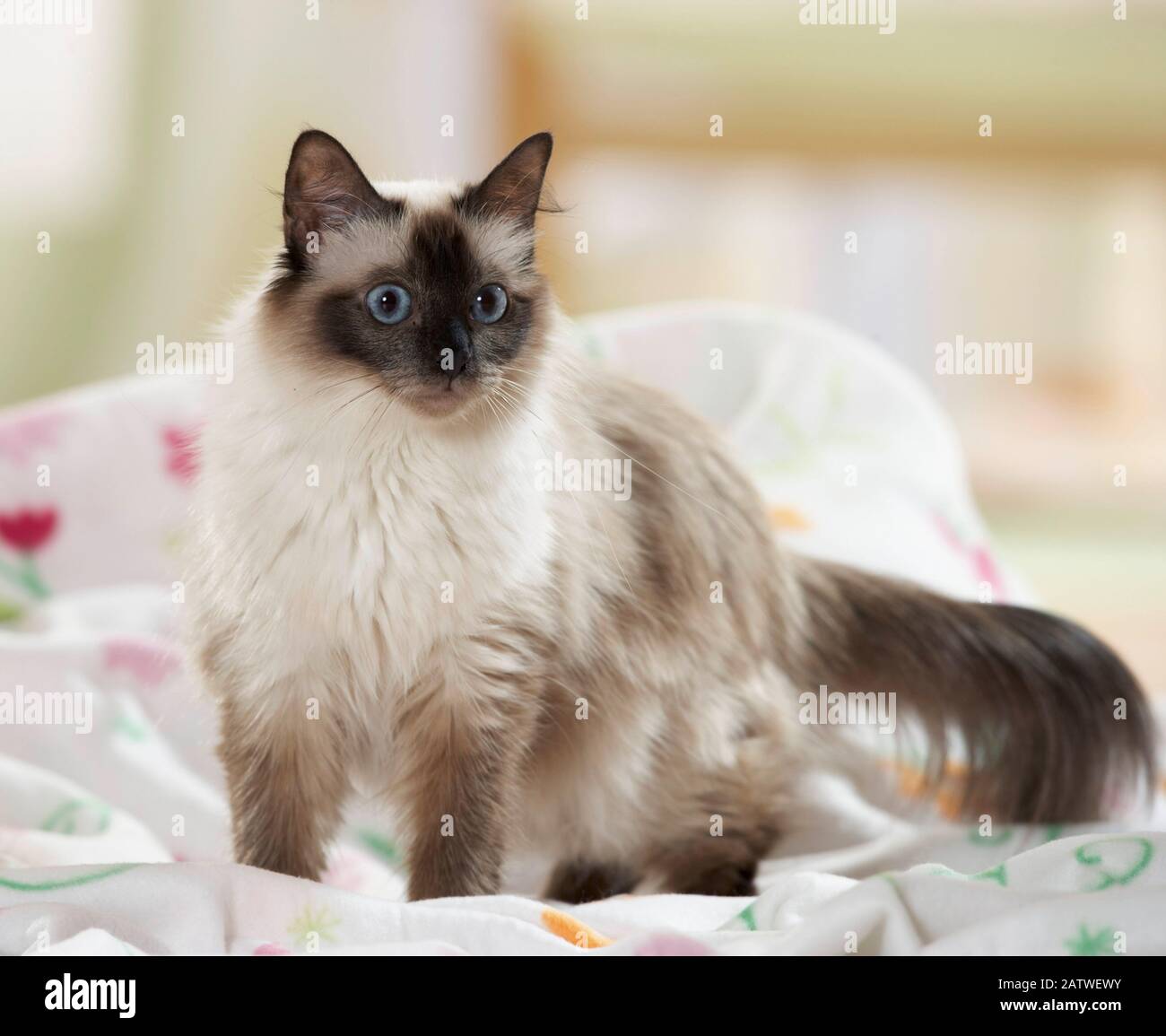 Female standing on a hi-res stock photography and images - Alamy