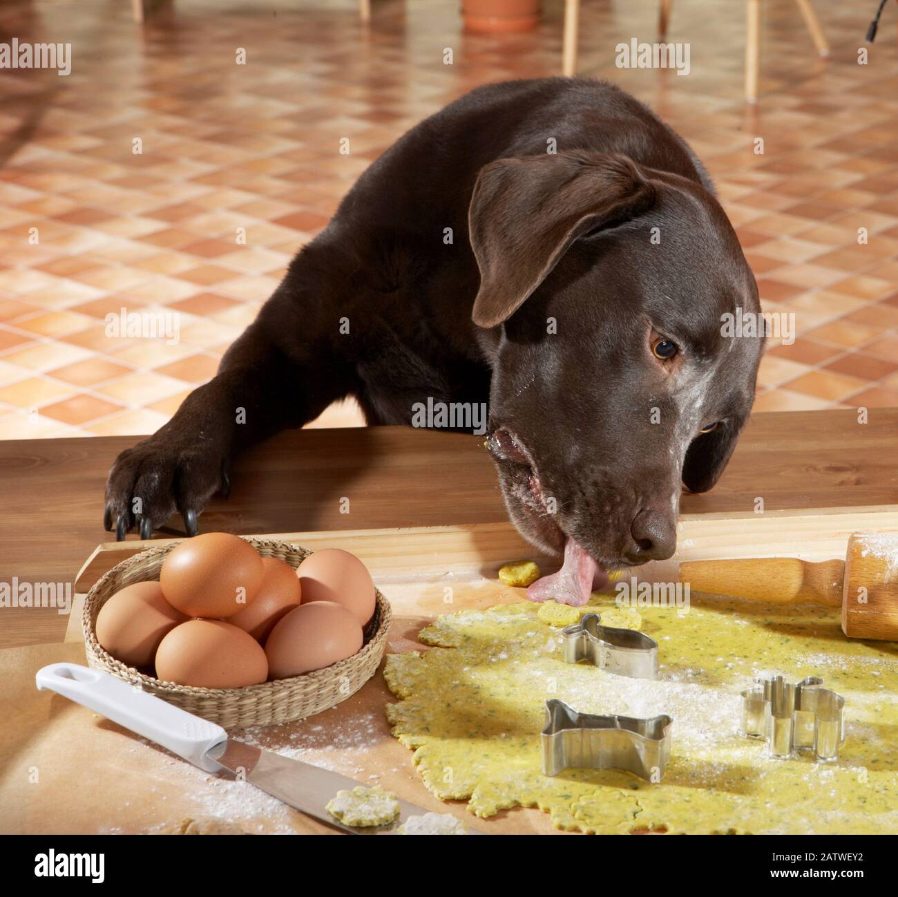 Labrador eating at table hi-res stock photography and images - Alamy