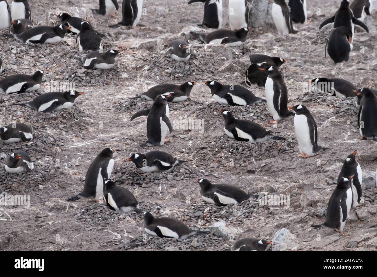 Crowded gentoo penguin breeding colonies (rookeries) on rocky outcrops ...