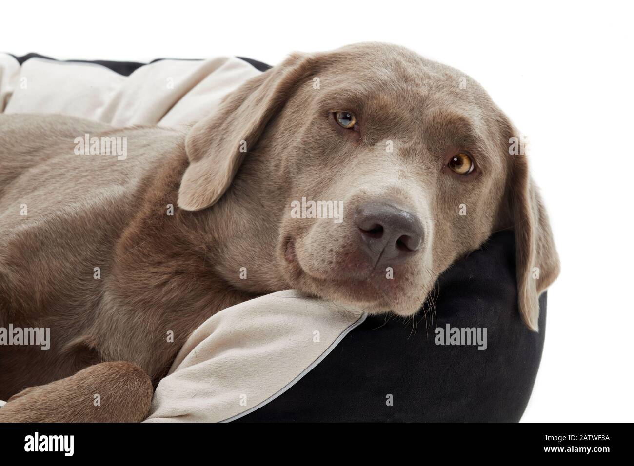 Labrador Retriever lying in a flexible pet bed. Studio picture against ...