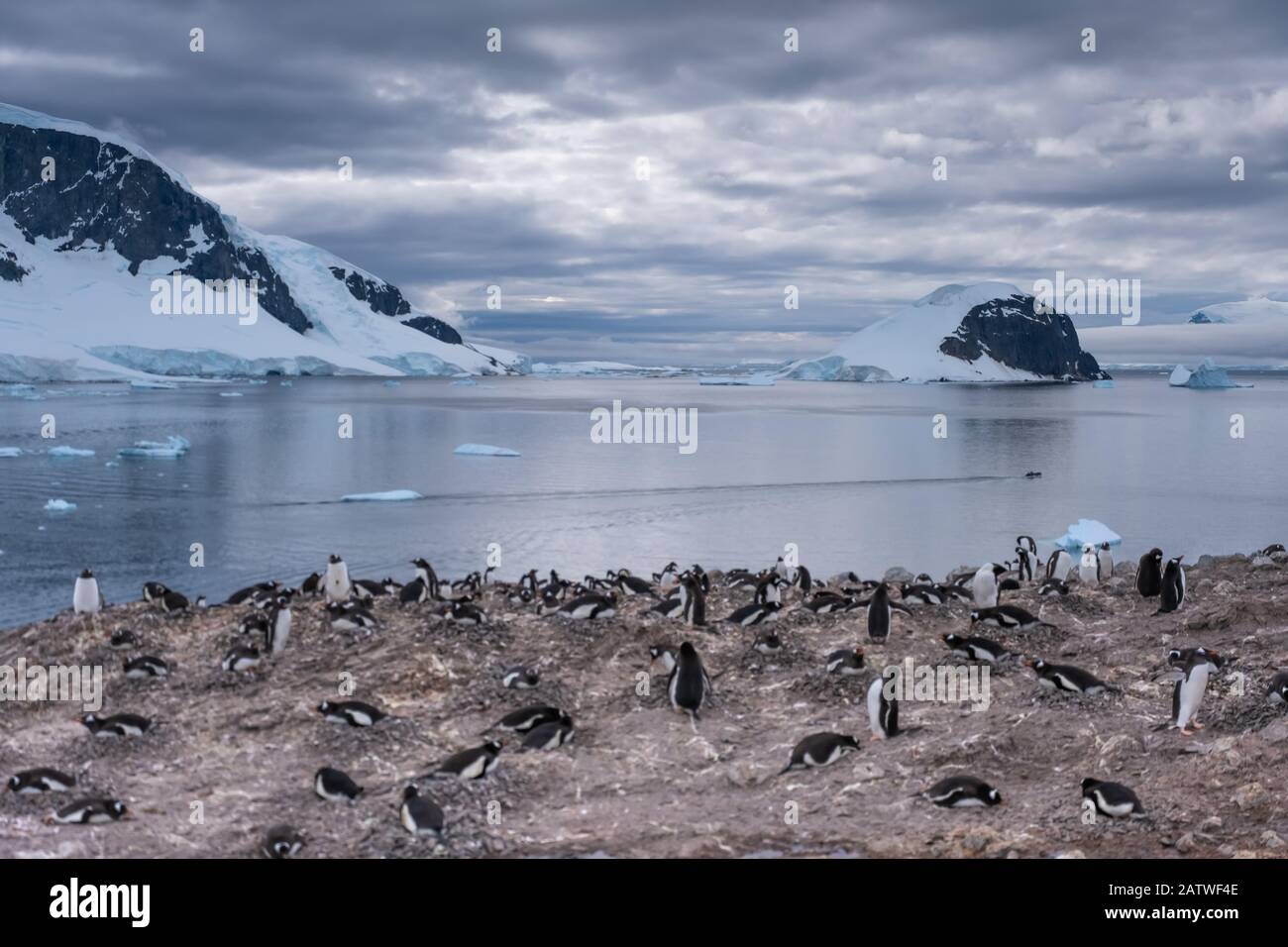 Crowded gentoo penguin breeding colonies (rookeries) on rocky outcrops ...