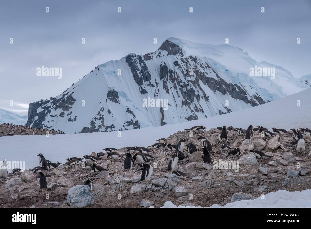Crowded gentoo penguin breeding colonies (rookeries) on rocky outcrops ...