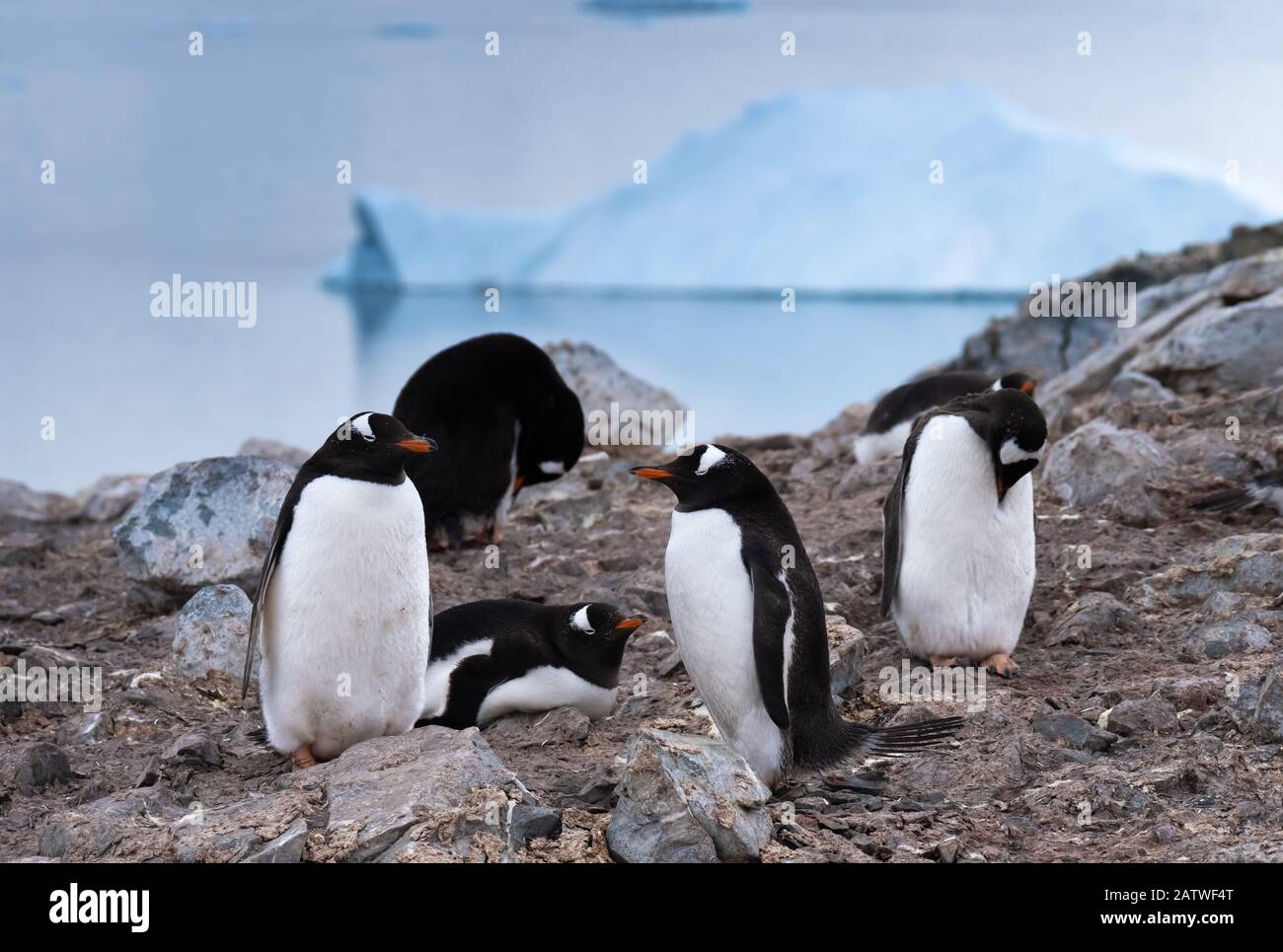 Crowded gentoo penguin breeding colonies (rookeries) on rocky outcrops ...