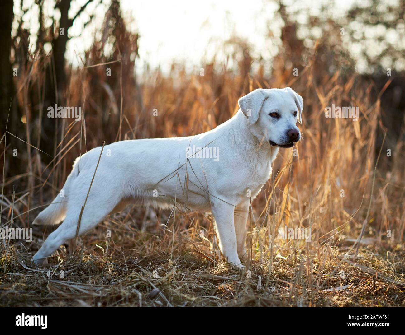 Yellow adult hi-res stock photography and images - Alamy