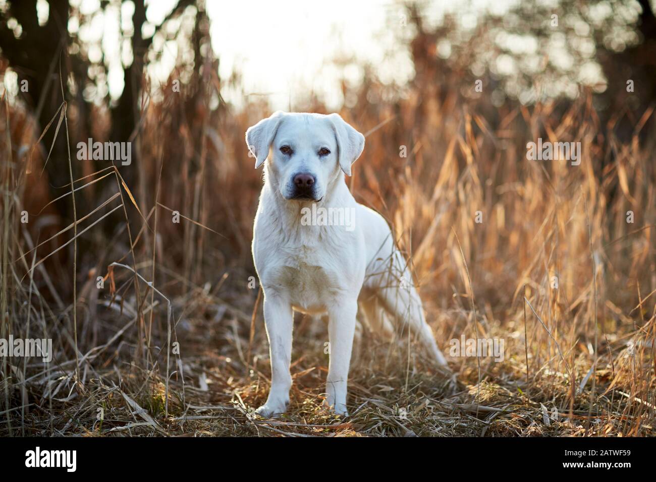 Yellow labrador adult standing hi-res stock photography and images - Alamy