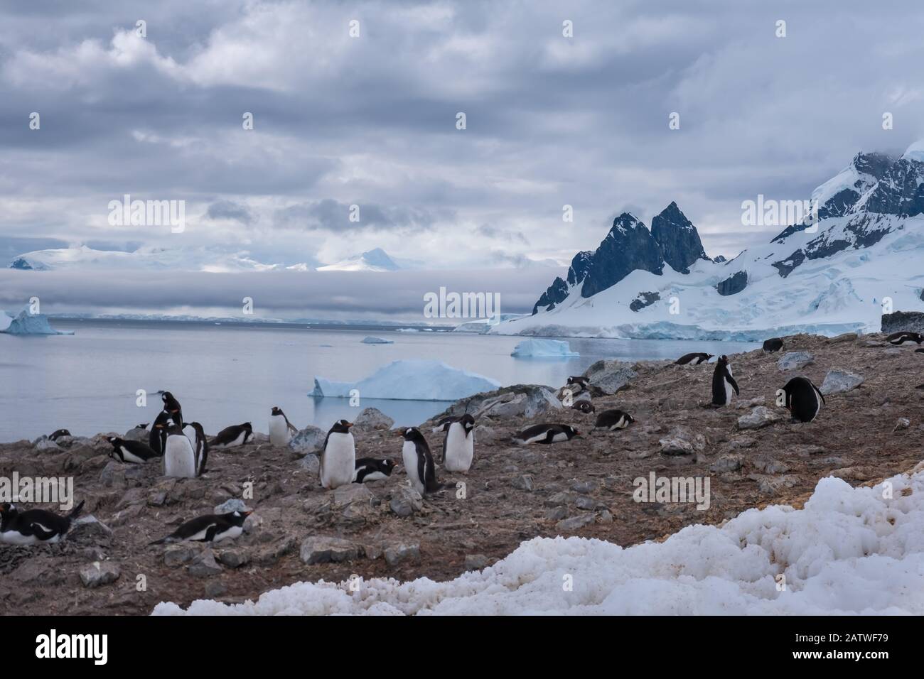 Crowded gentoo penguin breeding colonies (rookeries) on rocky outcrops ...